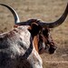 Longhorn Fine Art Photography Western Home Decor Texas - Etsy