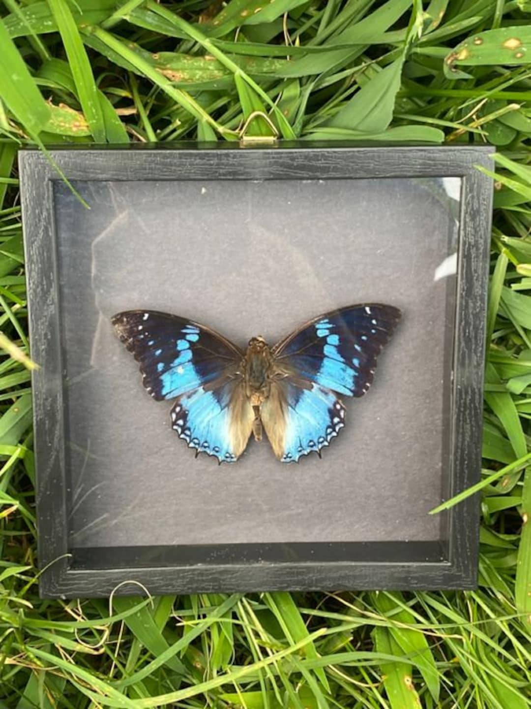 Charaxes Smaragdalis - Framed Blue African Butterfly - Etsy