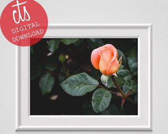 Floral Wall Art, Botanical Print, Peach Rose Home Decor, Bedroom Wall ...