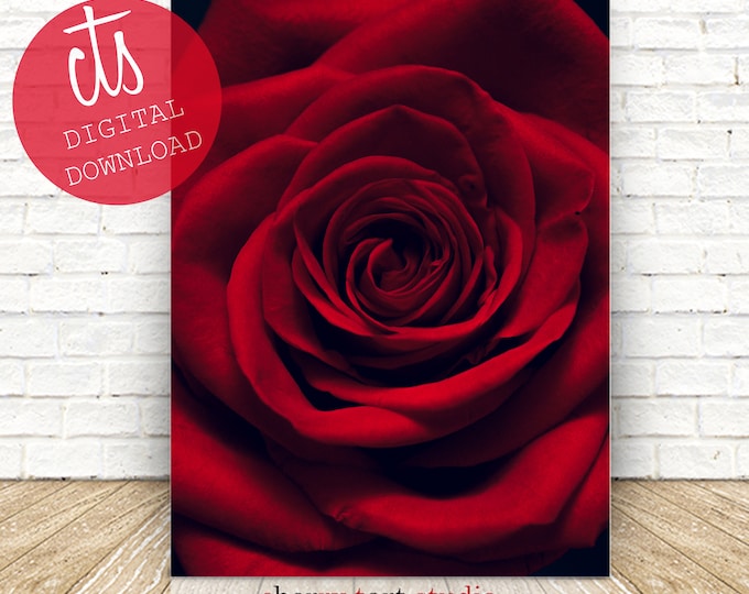 Dark Red Rose Photo, Rose Fine Art Print, Romantic Art Bedroom, Dark ...