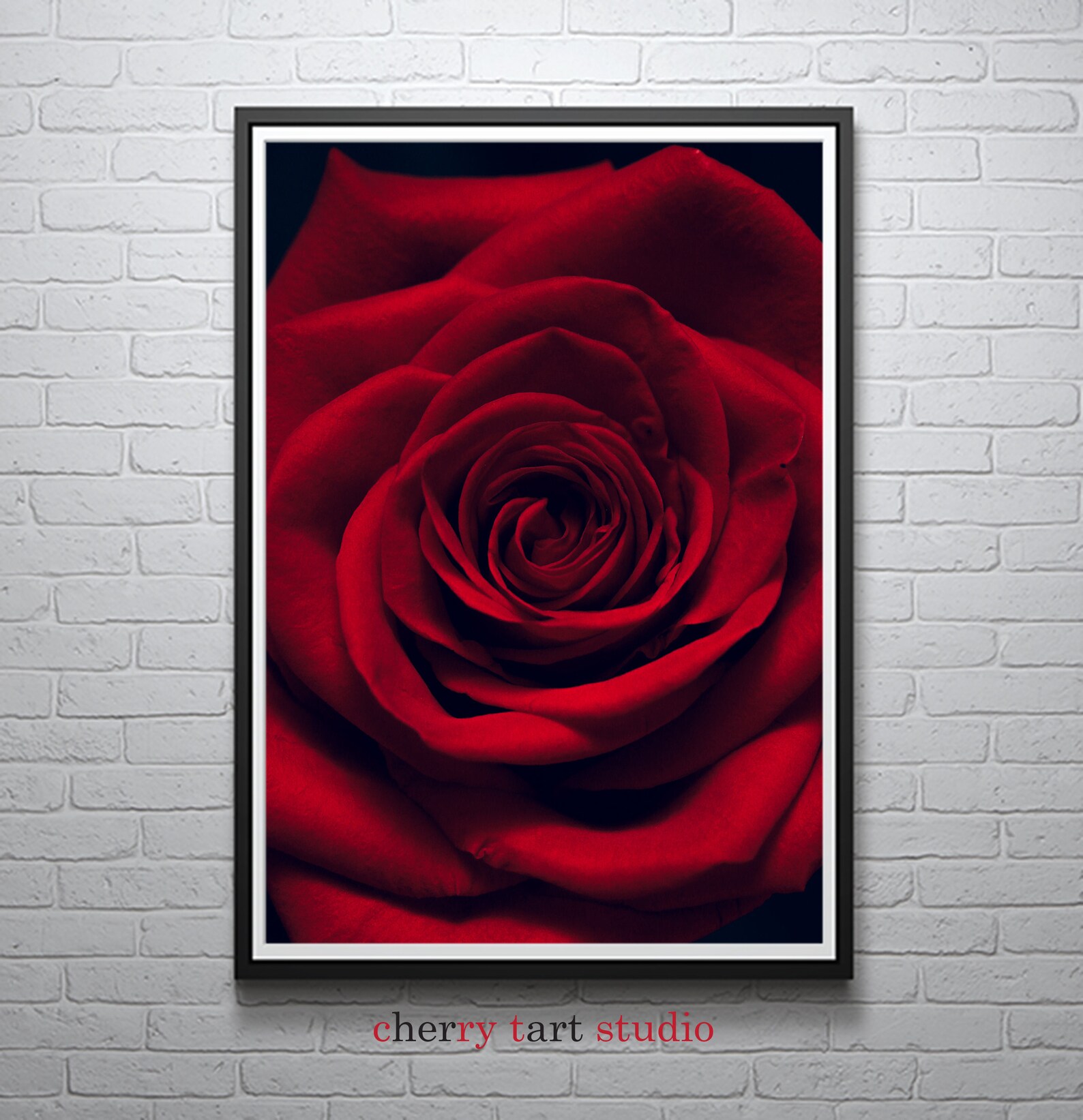 Red Rose on Black - Fine Art Print - Digital Download - Etsy