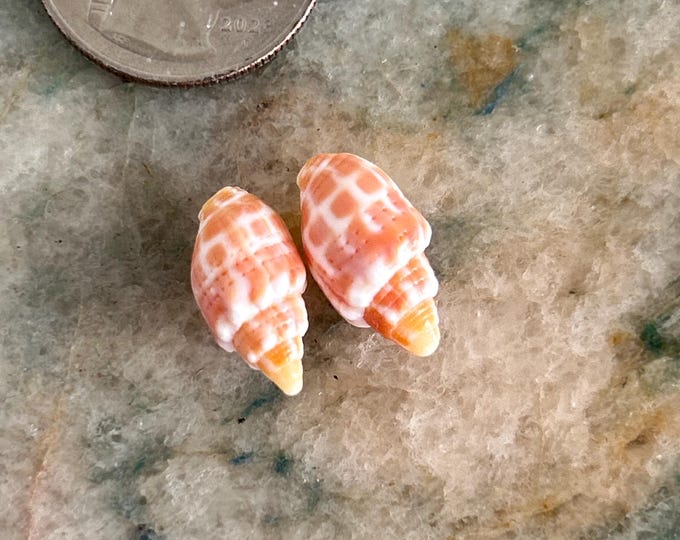 Hawaiian Baby Miter Shell Pair - Etsy