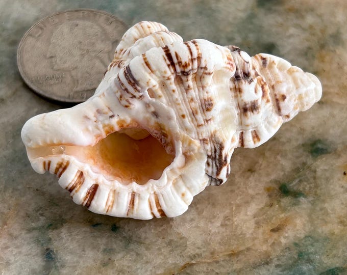 Hawaiian Triton Shell - Etsy
