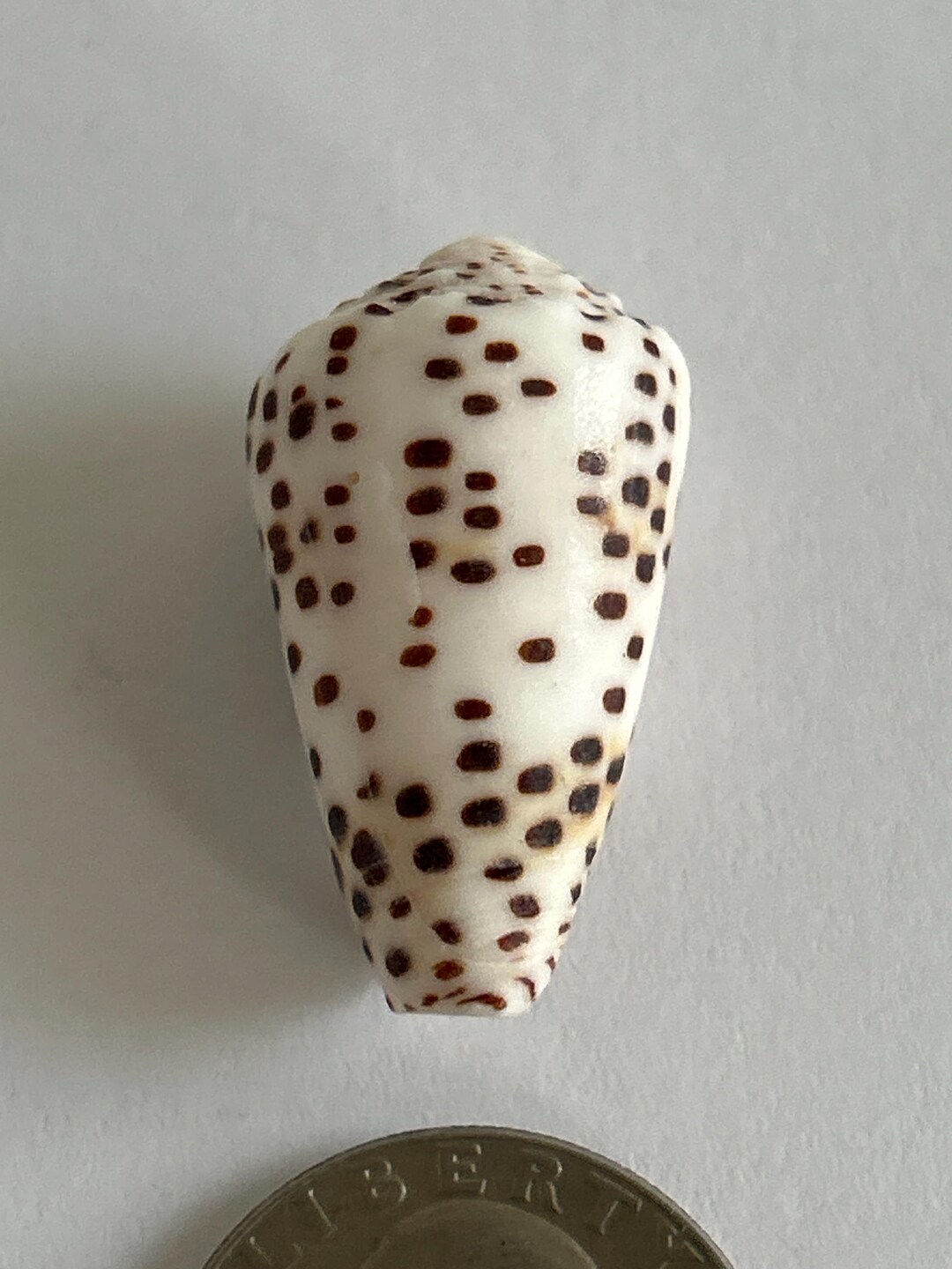 Hawaiian Flea Cone Shell Custom Necklace Beaded Chain Drilled Seashell ...