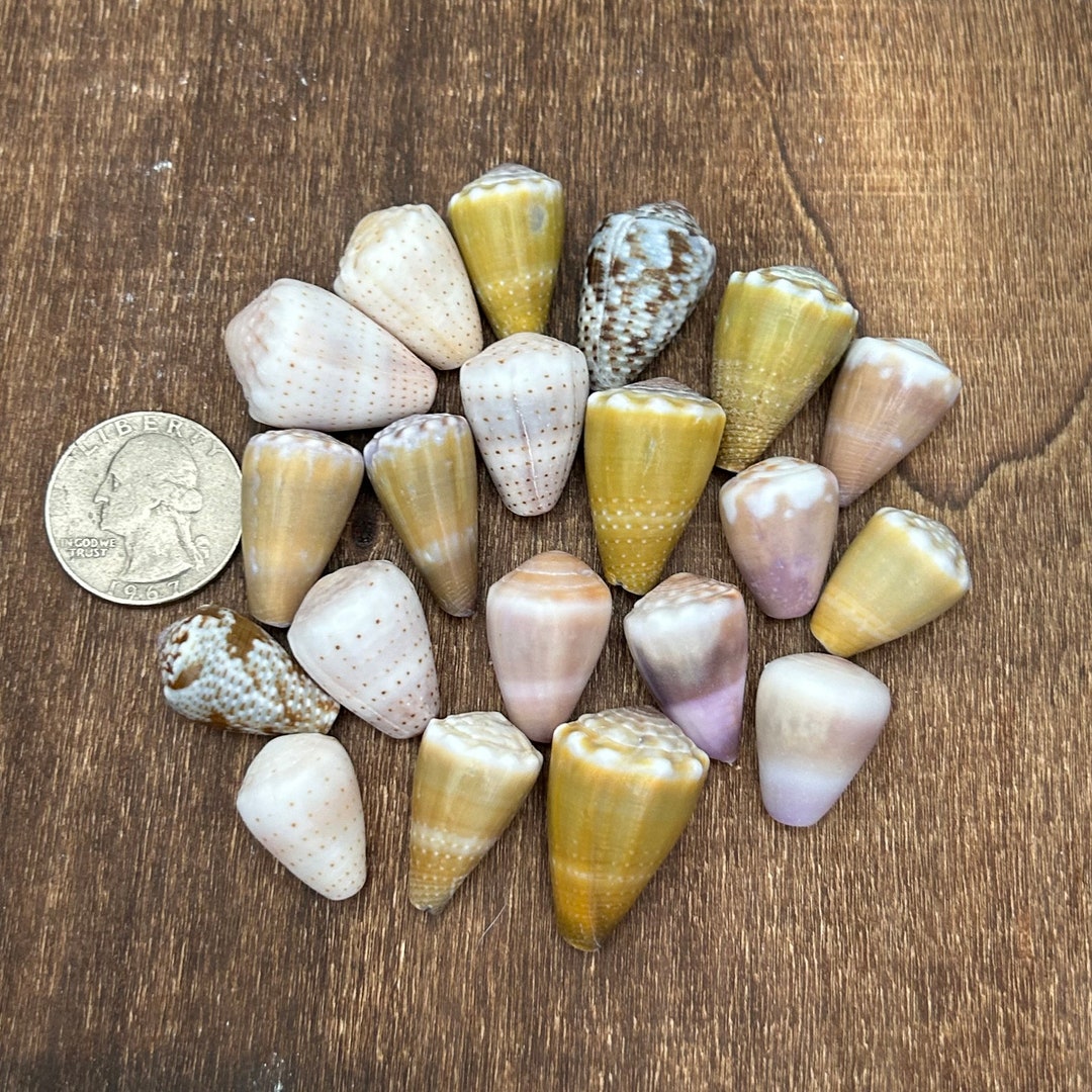 20 Pc Hawaiian Cone Shell Lot - Etsy