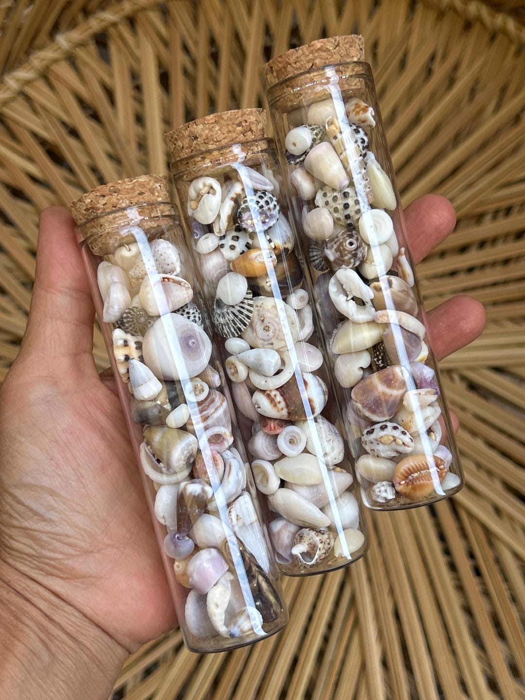 Assorted Baby Hawaiian Shells Chips Pukas Pieces in a Glass Vial Decor ...