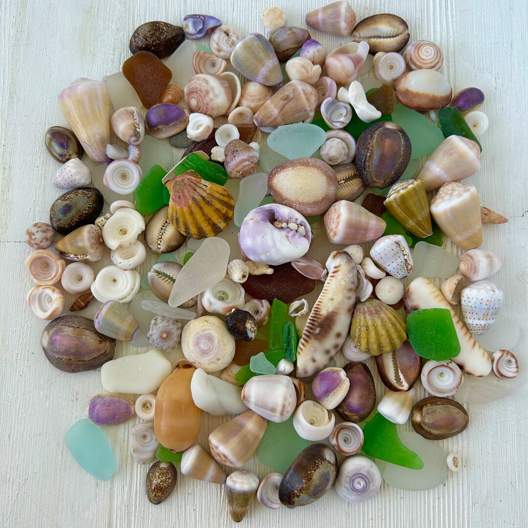 Hawaiian Shells for Maui - Etsy