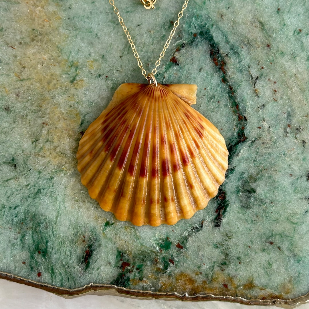 Cape Cod Scallop Shell and 14k Gold Fill Chain Necklace - Etsy