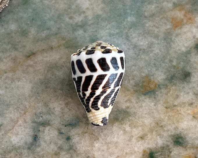 Hawaiian Hebrew Cone Shell Custom Necklace Beaded Chain Drilled ...