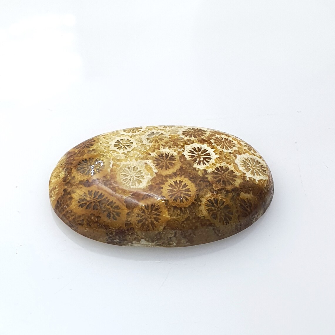 38.70cts Fossil Coral Agate Smooth Cabochon Natural Fossil | Etsy