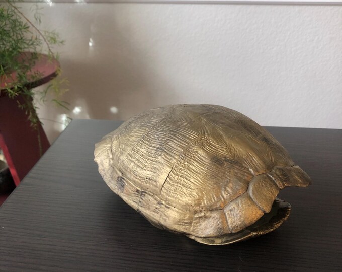 Vintage Gold Painted Turtle Shell Hollow Center Genuine American Fresh ...