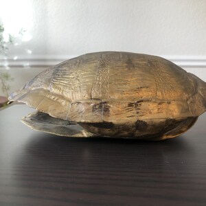 Vintage Gold Painted Turtle Shell, Hollow Center, Genuine American ...
