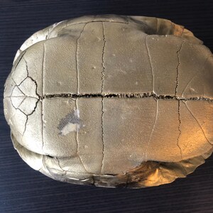 Vintage Gold Painted Turtle Shell, Hollow Center, Genuine American ...