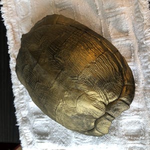 Vintage Gold Painted Turtle Shell, Hollow Center, Genuine American ...