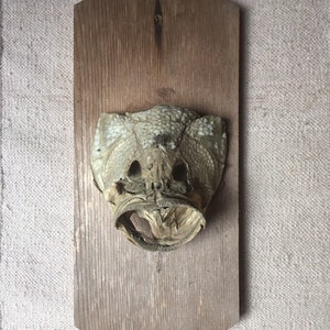 Taxidermy Fish Head Mounted on Curved Wood Base Spooky Specimen Natural ...