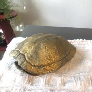 Vintage Gold Painted Turtle Shell, Hollow Center, Genuine American ...