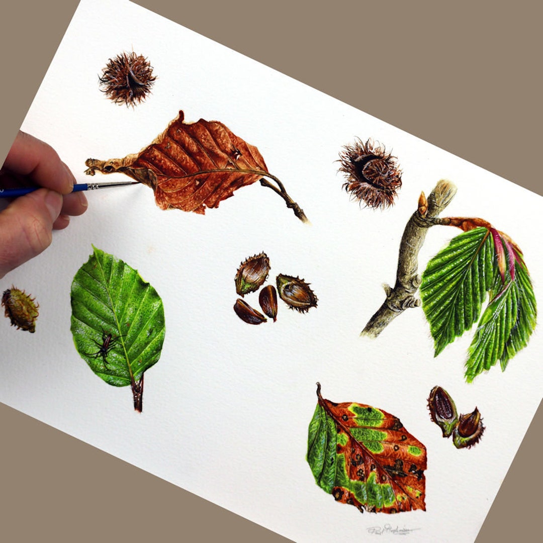 ORIGINAL Watercolor Beech Tree Study, Botanical Watercolour ...