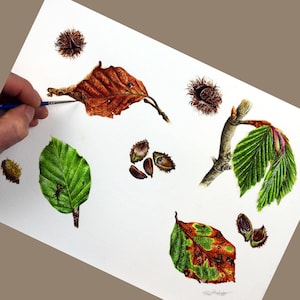 ORIGINAL Watercolor Beech Tree Study, Botanical Watercolour ...