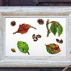 ORIGINAL Watercolor Beech Tree Study, Botanical Watercolour ...