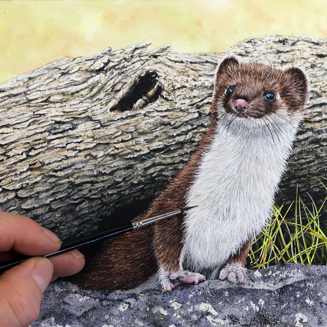 How to Paint Realistic Animals, Stoat Watercolor Painting, Watercolour ...