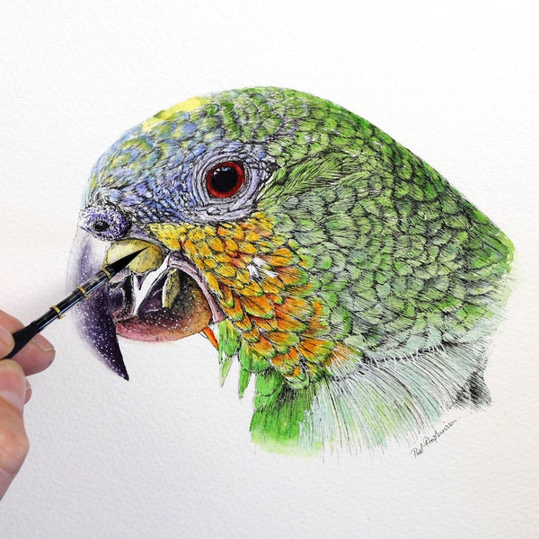 Parrot Realistic Drawing - Etsy