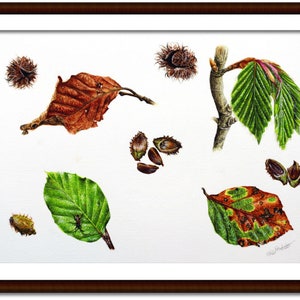 ORIGINAL Watercolor Beech Tree Study, Botanical Watercolour ...