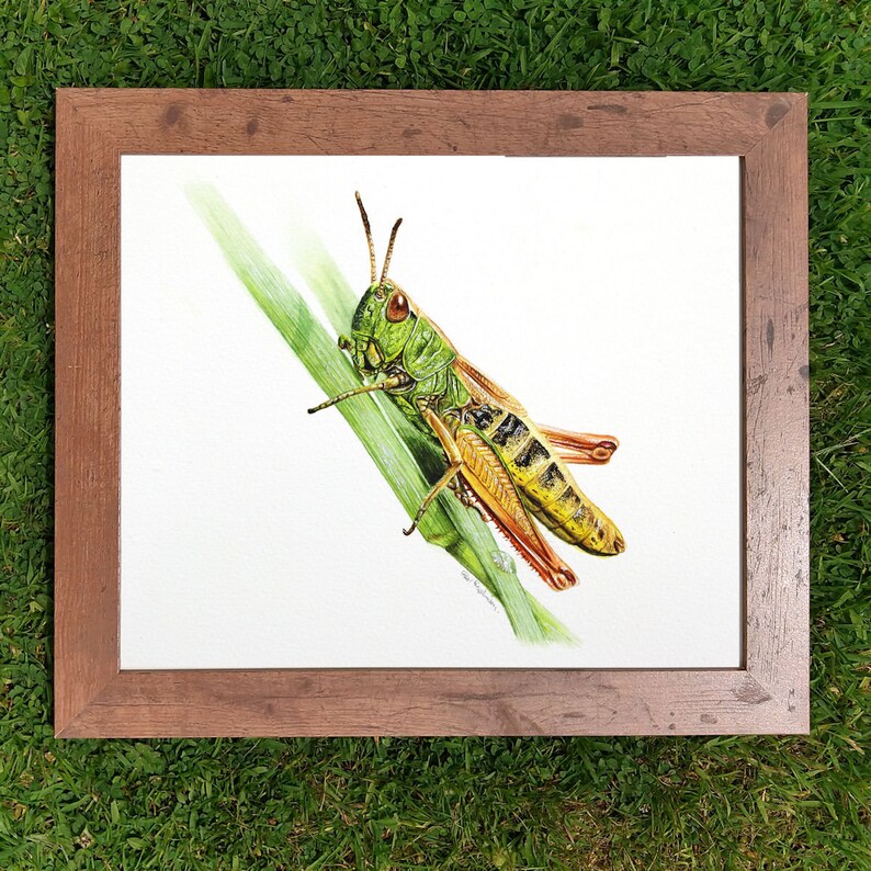 ORIGINAL Watercolour Grasshopper Painting Watercolor Insect | Etsy