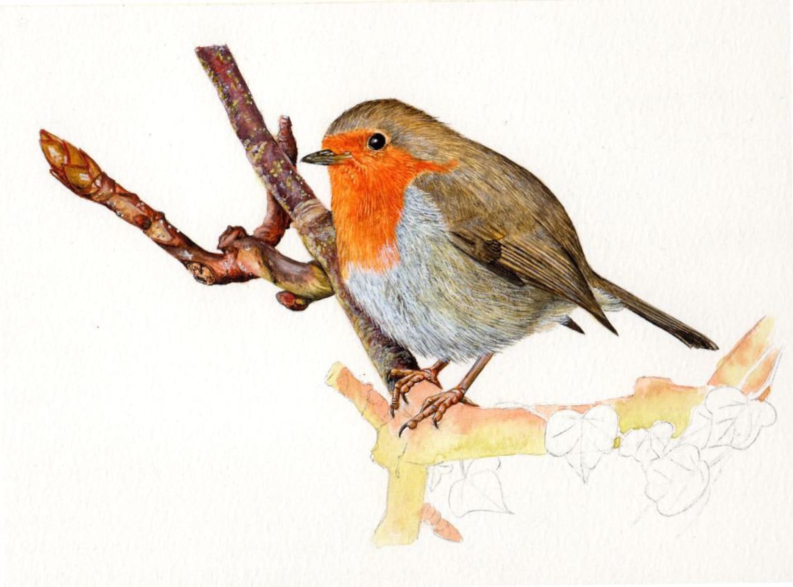 Robin Painting Tutorial, Watercolour Bird Painting Lesson, Learn to ...