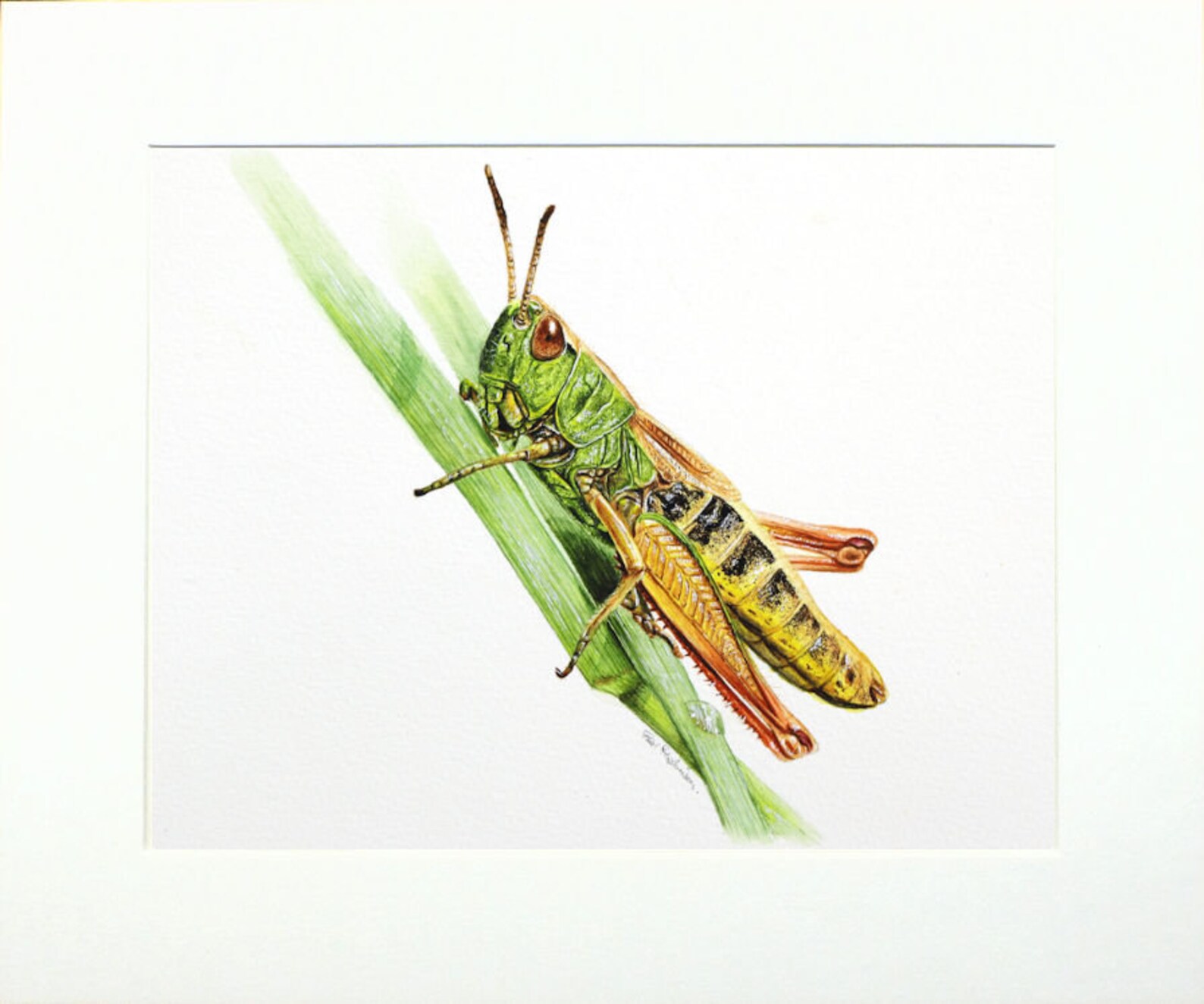 ORIGINAL Watercolour Grasshopper Painting Watercolor Insect | Etsy