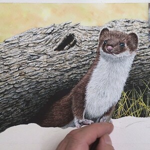 How to Paint Realistic Animals, Stoat Watercolor Painting, Watercolour ...