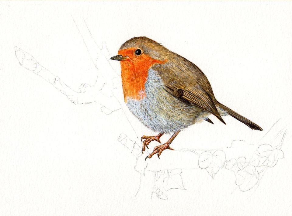 Robin Painting Tutorial Watercolour Bird Painting Lesson | Etsy UK