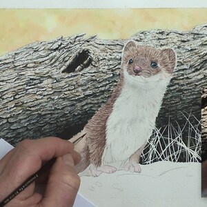 How to Paint Realistic Animals, Stoat Watercolor Painting, Watercolour ...