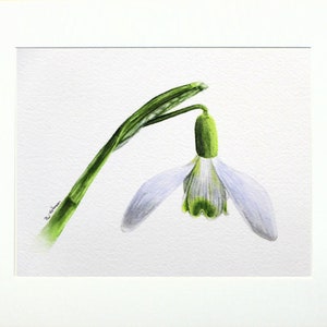 ORIGINAL Watercolour Snowdrop Painting, Realistic Botanical ...