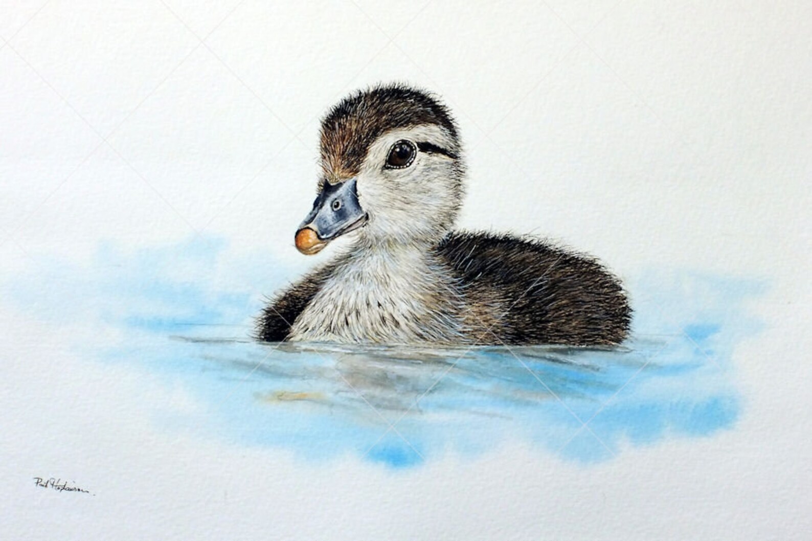 ORIGINAL Wood Duckling Watercolor Painting Carolina Duck | Etsy UK