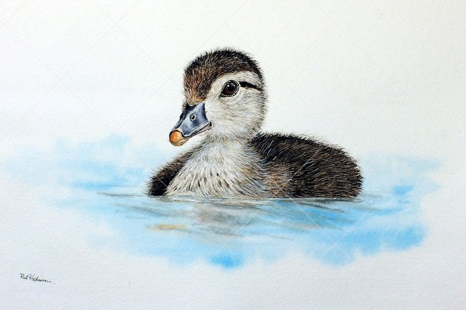 ORIGINAL Wood Duckling Watercolor Painting Carolina Duck | Etsy