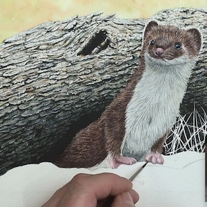 How to Paint Realistic Animals, Stoat Watercolor Painting, Watercolour ...