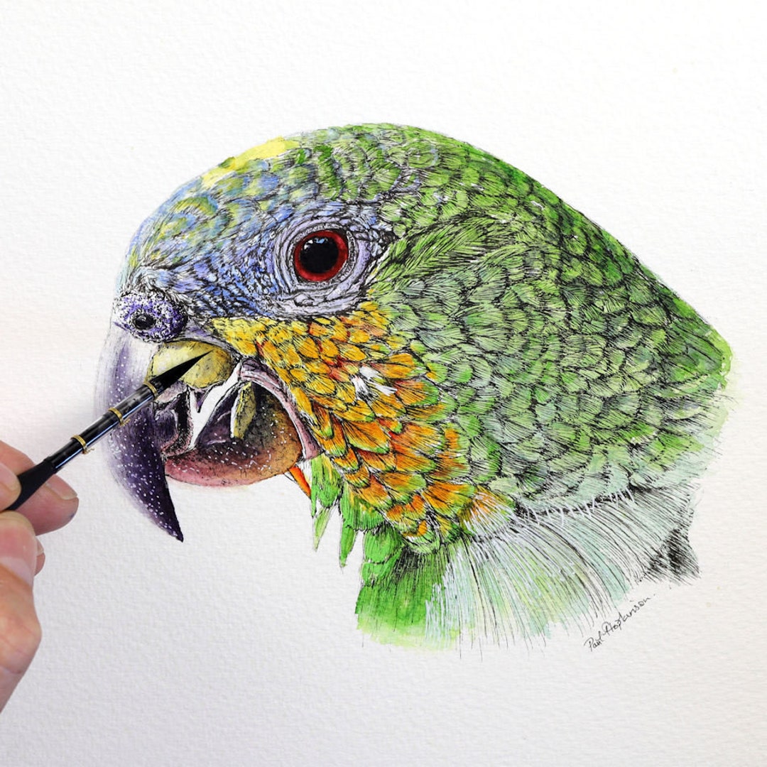 ORIGINAL Orange-winged Parrot Watercolor Painting: Detailed Pen & Wash ...