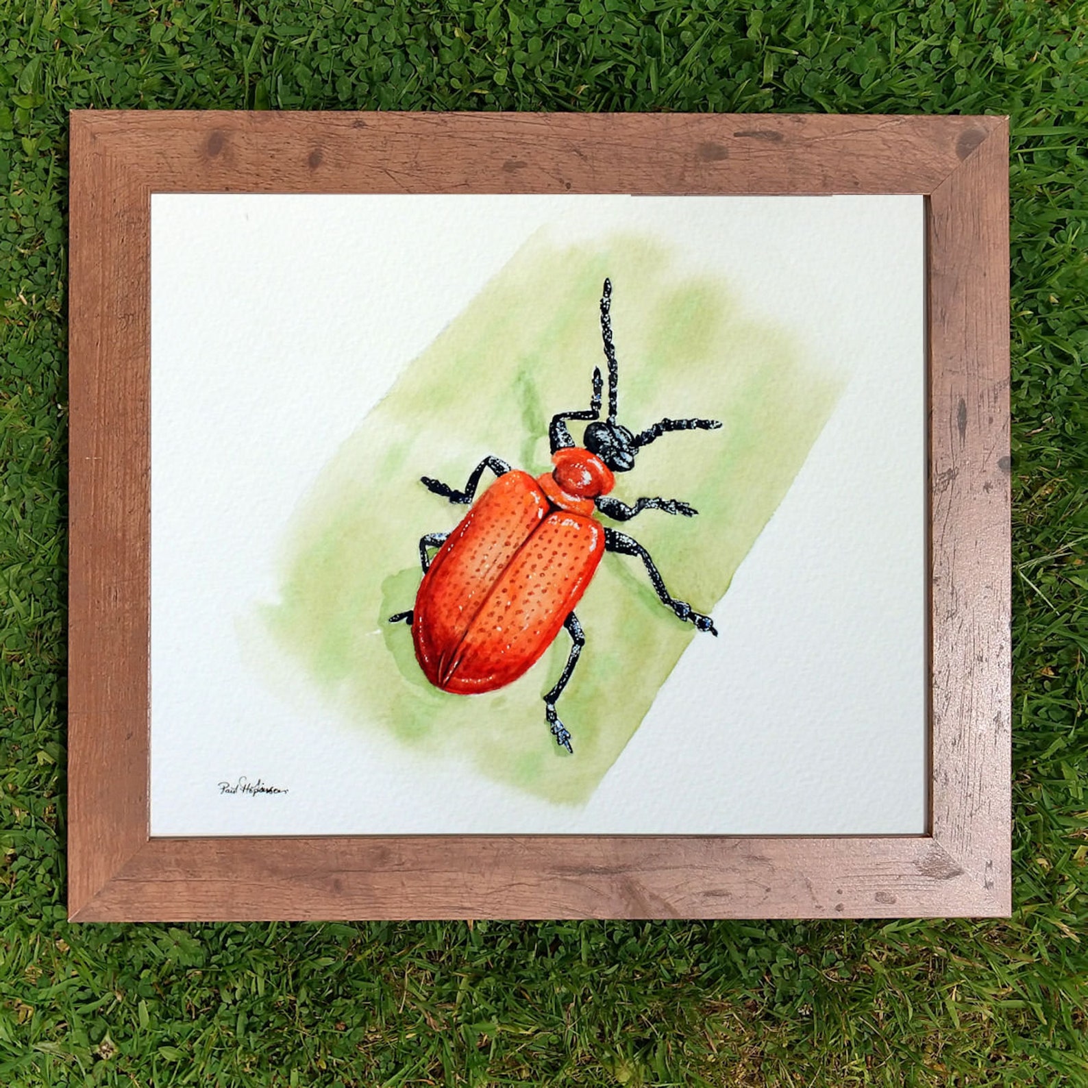 ORIGINAL Watercolour Insect Illustration Watercolour Wildlife - Etsy UK