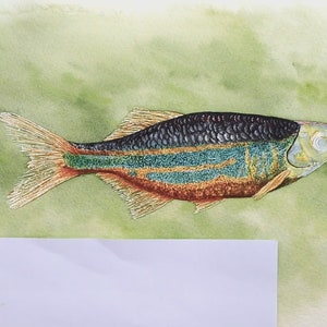 Tropical Fish Watercolor Painting Lesson, Learn to Paint Fish in ...