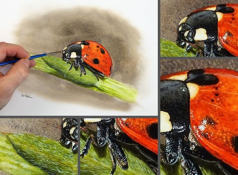 ORIGINAL Ladybird Watercolour Painting, Watercolor Ladybug Illustration ...