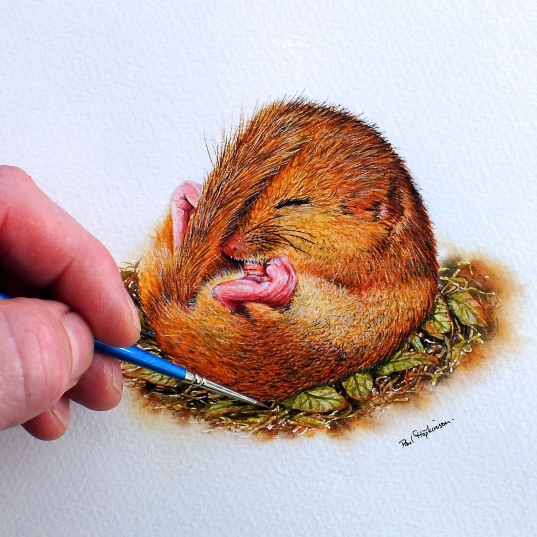 Watercolor Animal Painting Tutorial: Realistic Dormouse (PDF Lesson) - Etsy