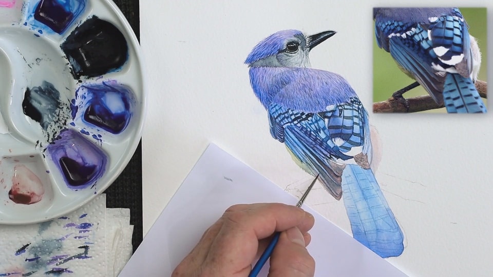 Blue Jay Watercolor Painting Lesson, Learn to Paint Realistic ...