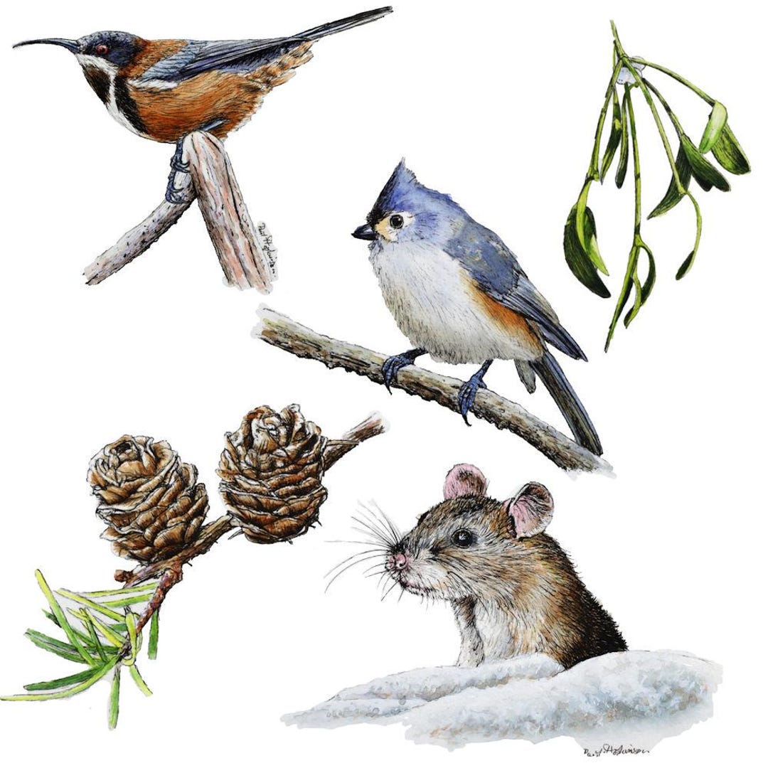 ORIGINAL Pen and Wash Nature Studies, Realistic Watercolour Art Ink ...