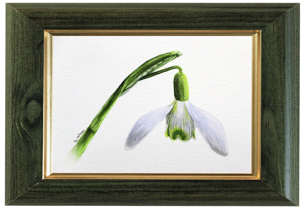 ORIGINAL Watercolour Snowdrop Painting, Realistic Botanical ...
