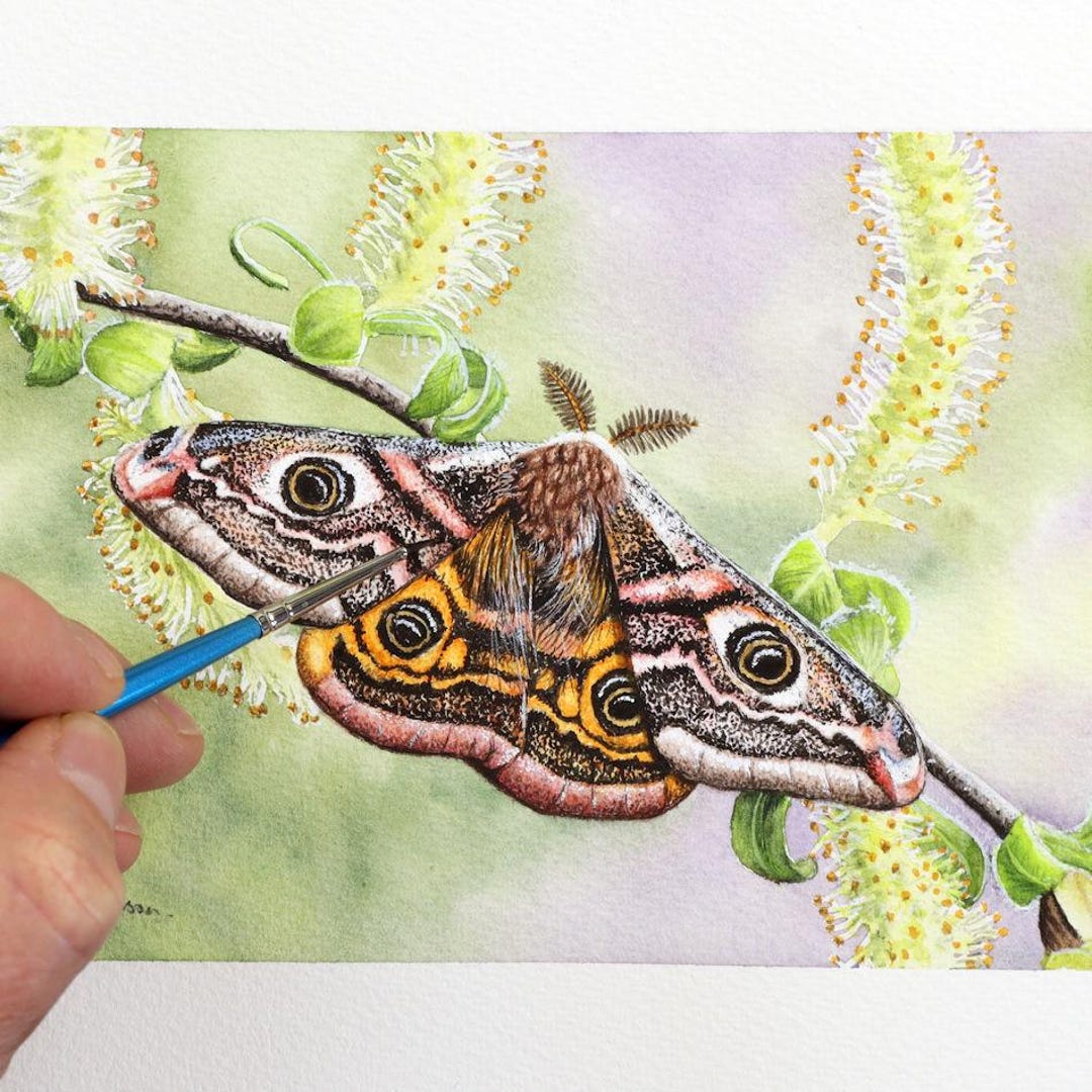 ORIGINAL Emperor Moth Watercolour Painting, Realistic Insect ...