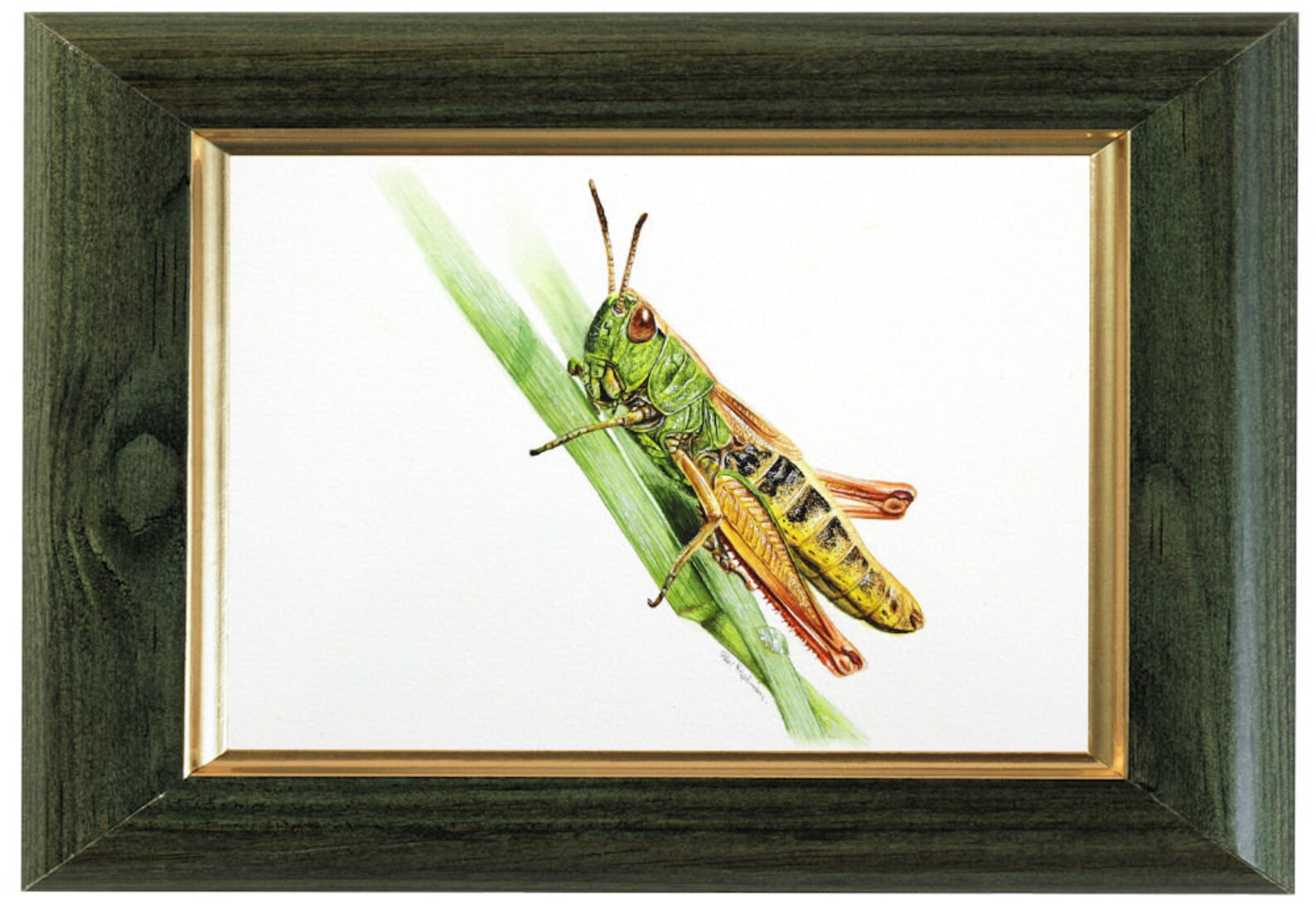ORIGINAL Watercolour Grasshopper Painting Watercolor Insect | Etsy