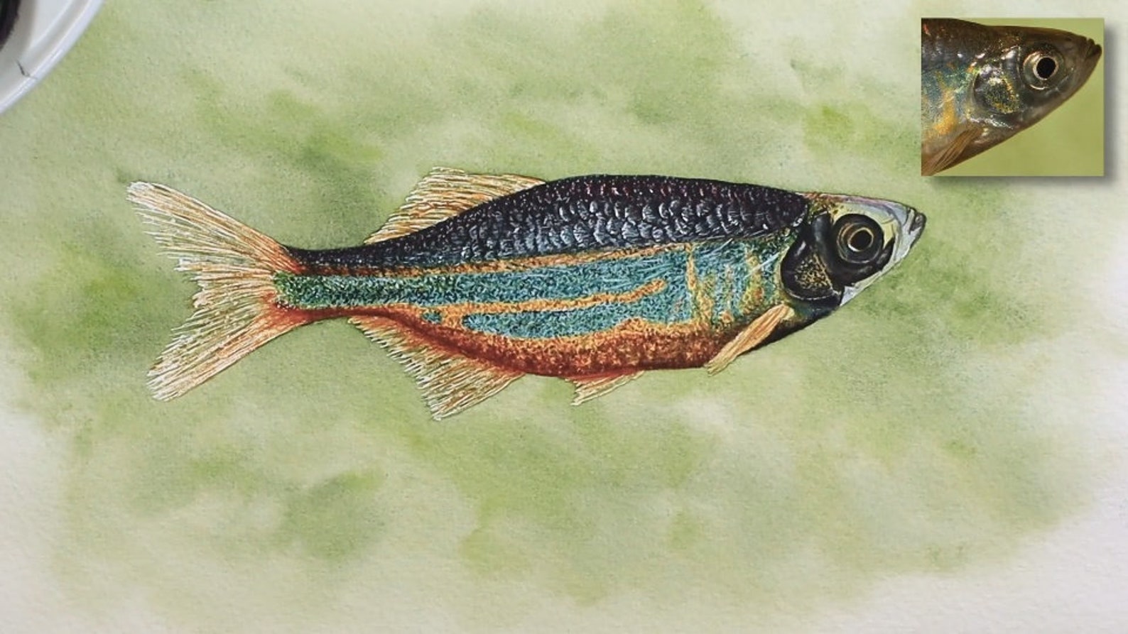 Tropical Fish Watercolor Painting Lesson Learn to Paint Fish - Etsy