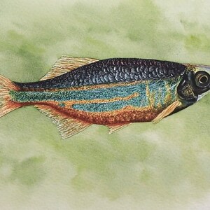 Tropical Fish Watercolor Painting Lesson, Learn to Paint Fish in ...