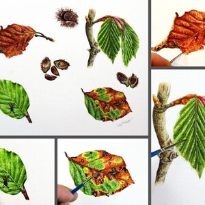 ORIGINAL Watercolor Beech Tree Study, Botanical Watercolour ...