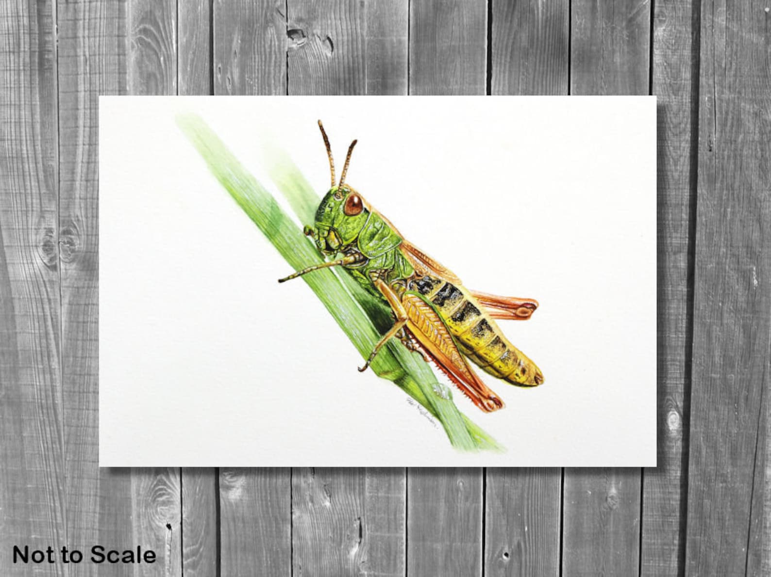 ORIGINAL Watercolour Grasshopper Painting Watercolor Insect | Etsy